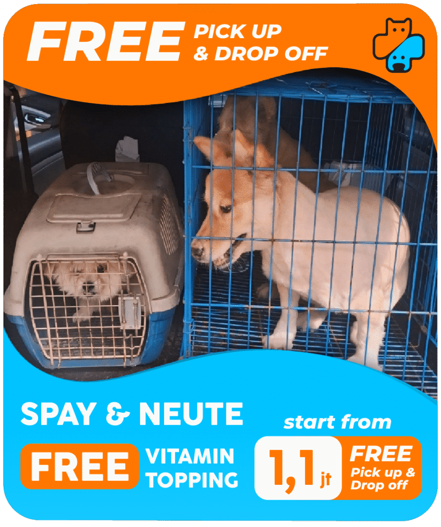 Vet Home Visit – At-Home Veterinarian Service – PARAVET – PARAVET.ID